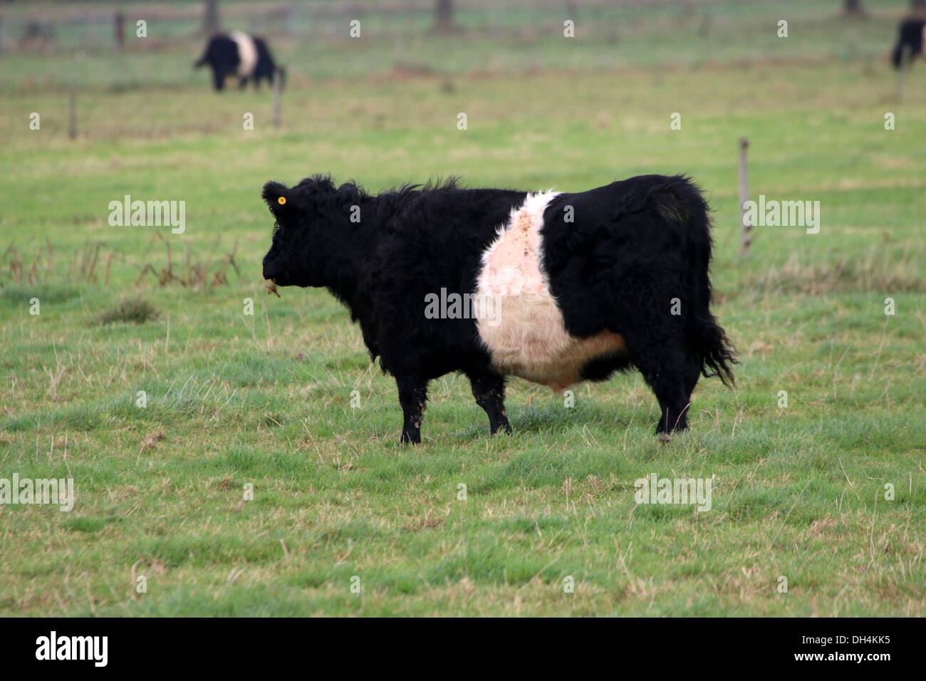 Belted Galloway cattle Stock Photo - Alamy