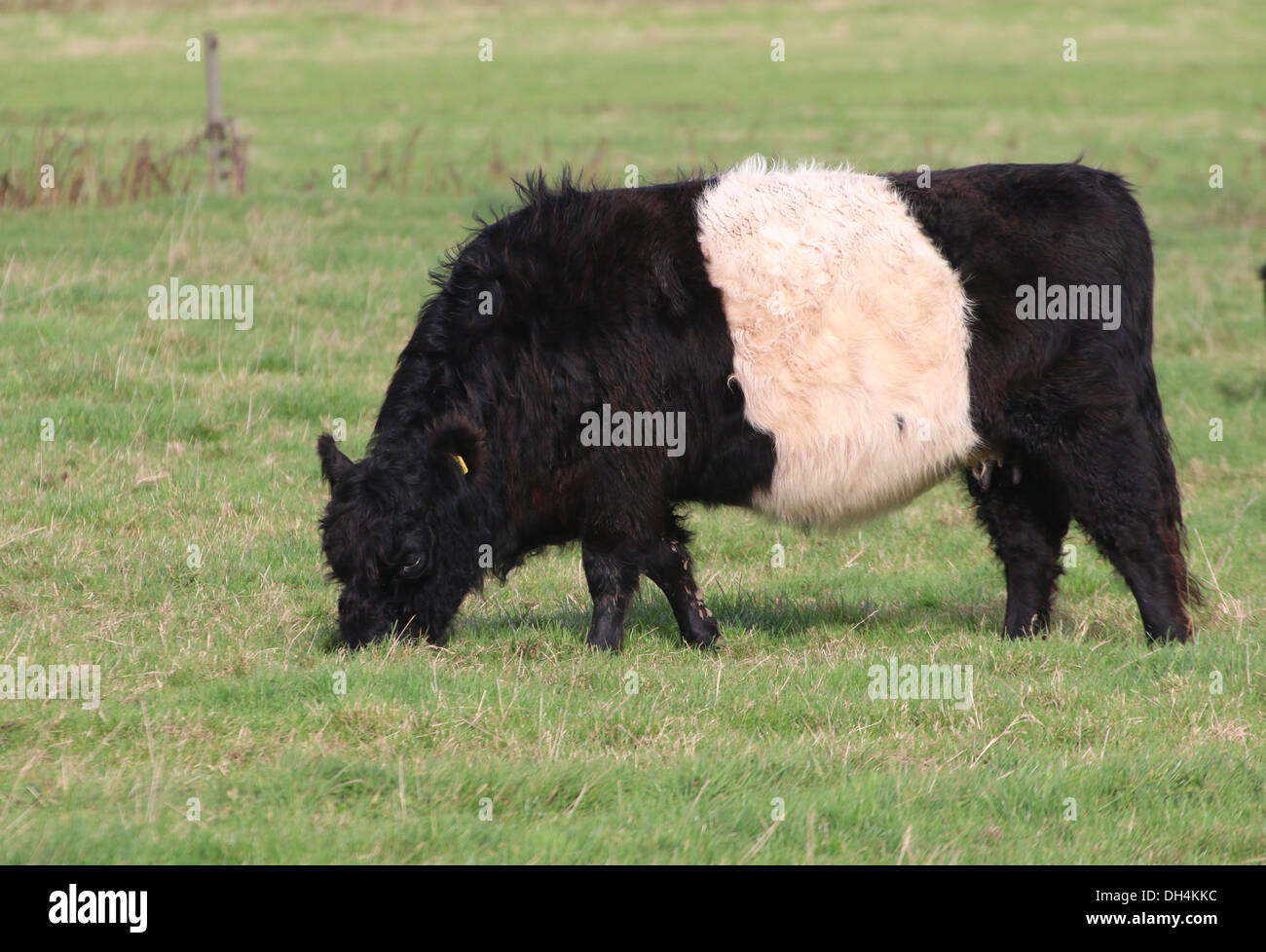 Belted Galloway cattle Stock Photo - Alamy