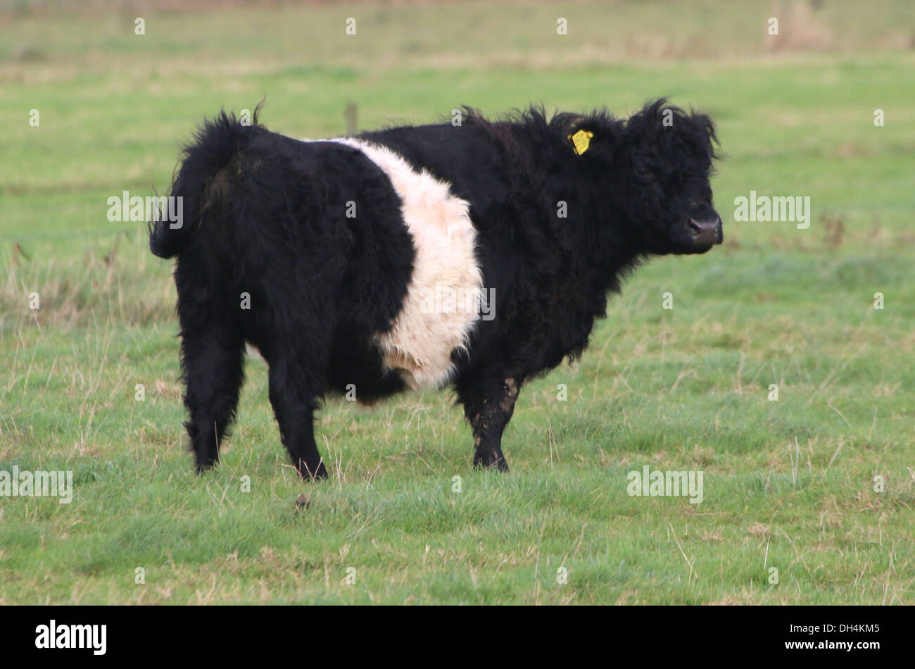 Oreo cows hi-res stock photography and images - Alamy