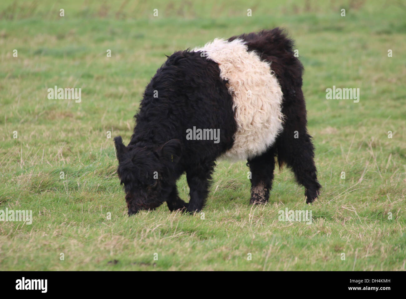 Belted Galloway cattle Stock Photo - Alamy