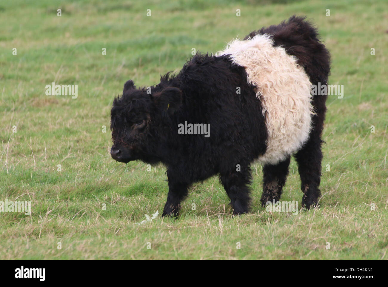 Belted Galloway cattle Stock Photo - Alamy