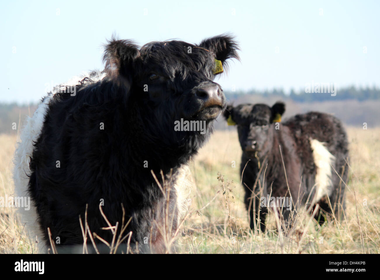 Oreo cows hi-res stock photography and images - Alamy