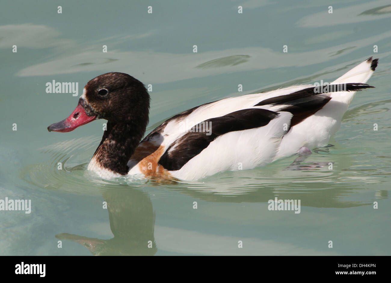 Female common Shelduck (Tadorna Tadorna) swimming, seen in profile ...