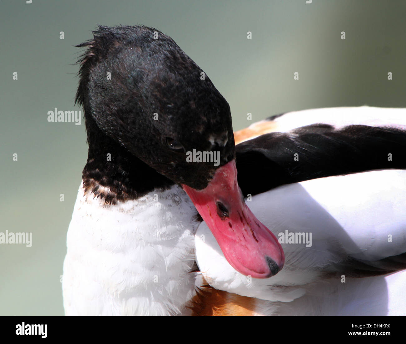 Shelduck feathers hi-res stock photography and images - Alamy