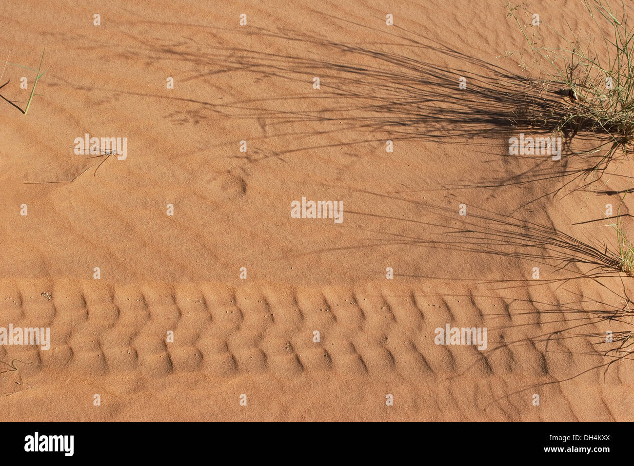 Camel tracks in the desert hi-res stock photography and images - Alamy