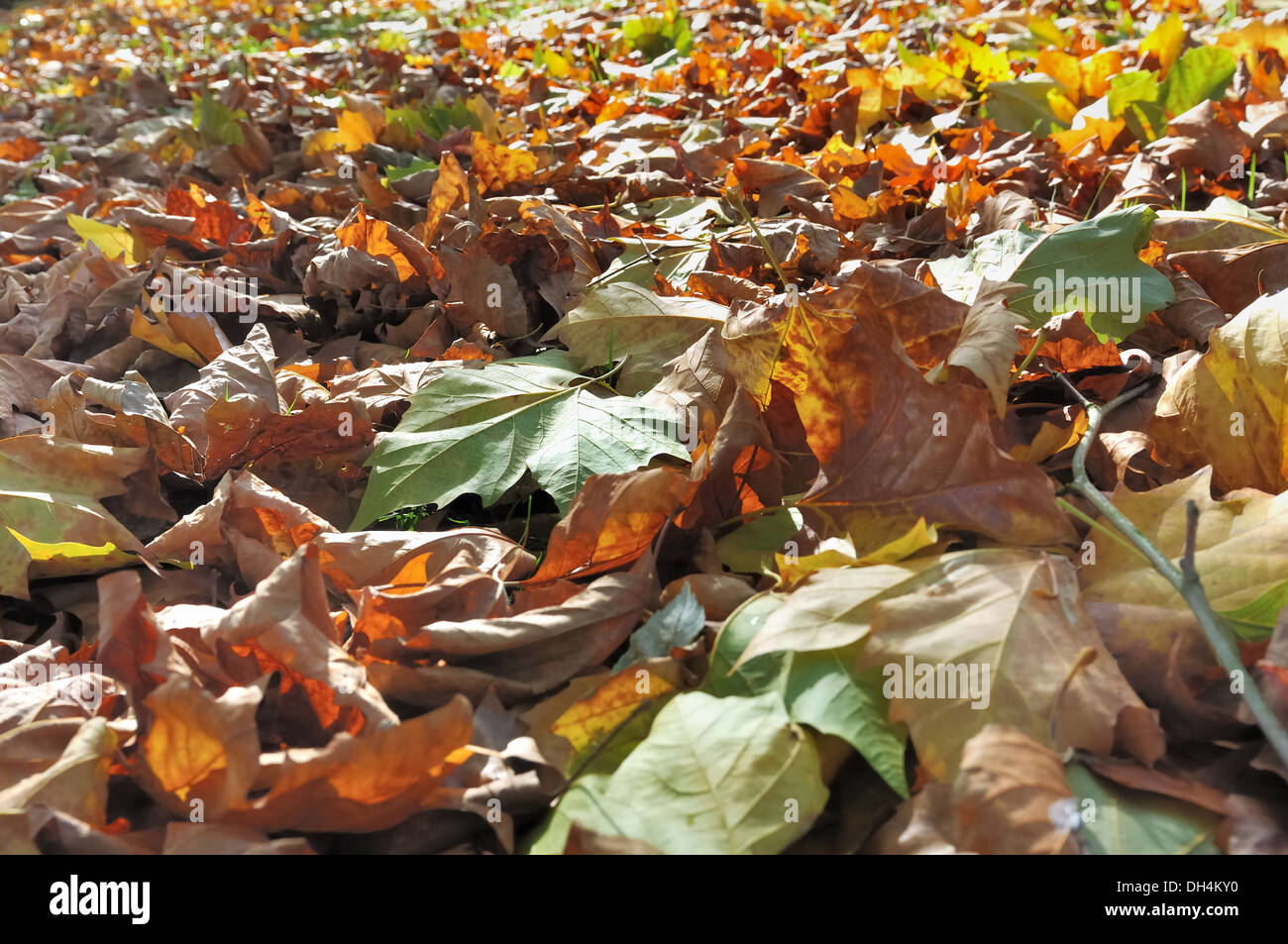 Ground leaves texture hi-res stock photography and images - Alamy