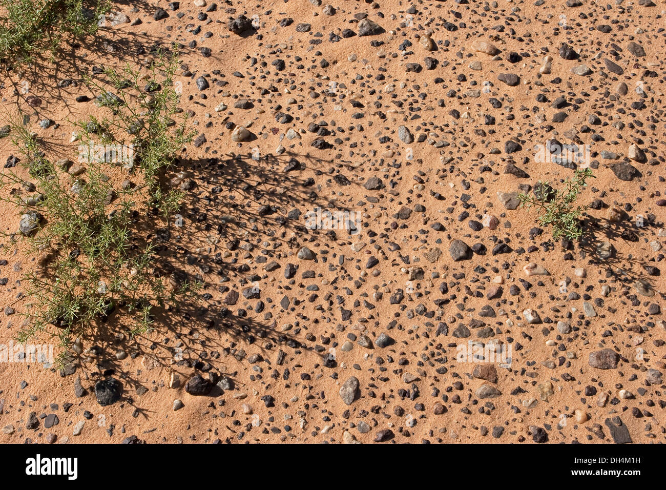 Rock pebbles in desert sand with camel grass, showing 'greening of ...