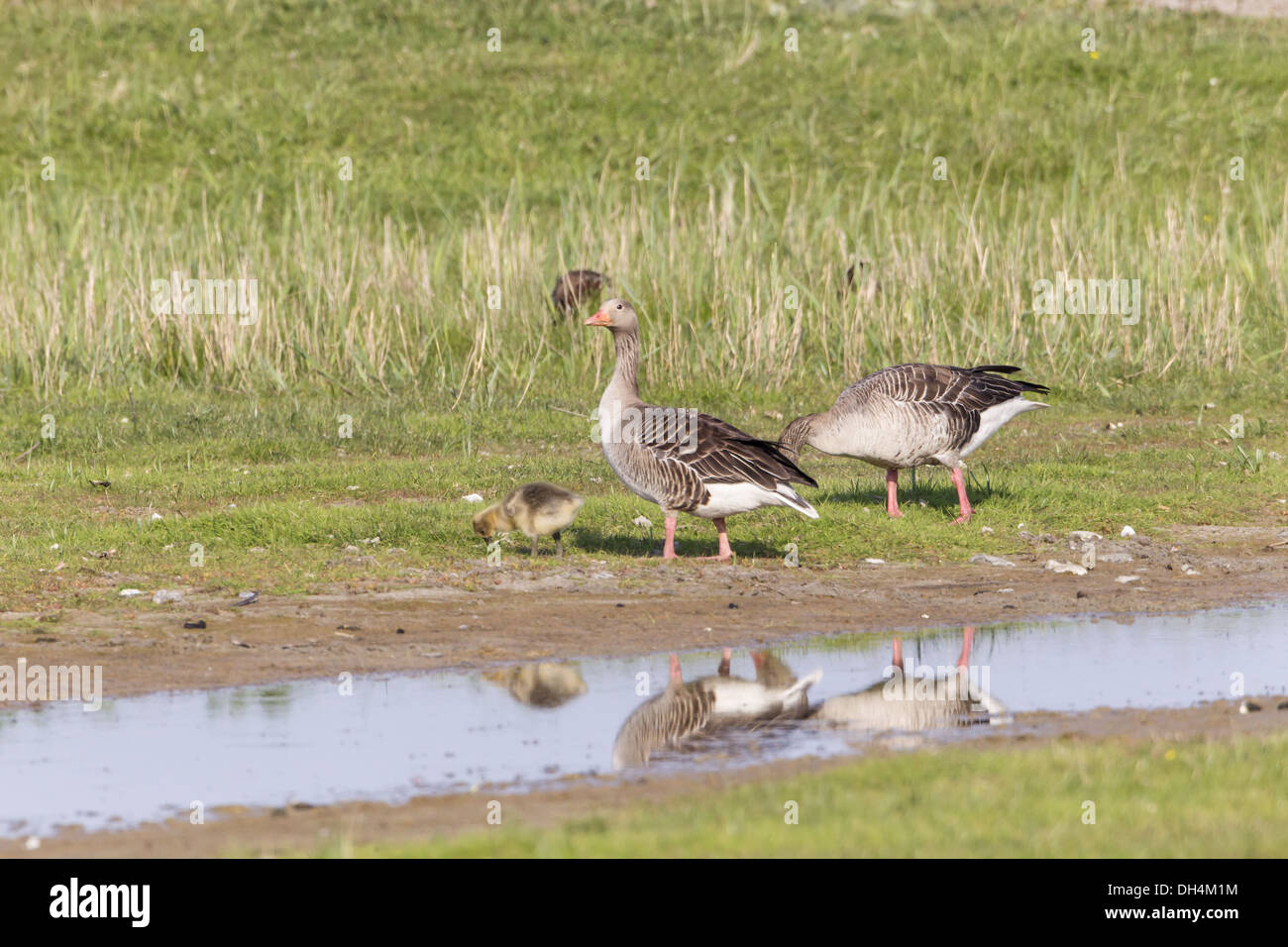 Genuine goose hi-res stock photography and images - Alamy