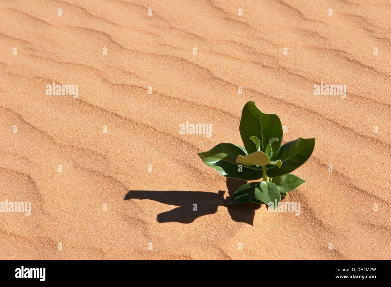 Wind eddy patterns in desert sand with new plant Calotropis procera ...