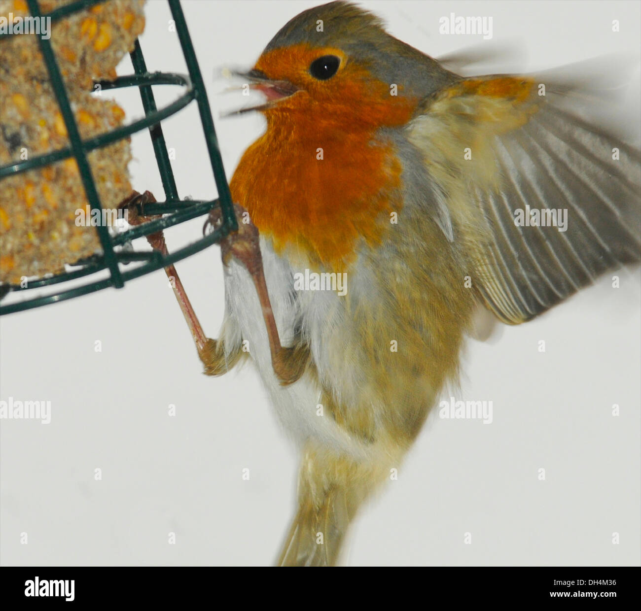 Bird in storm hi-res stock photography and images - Alamy