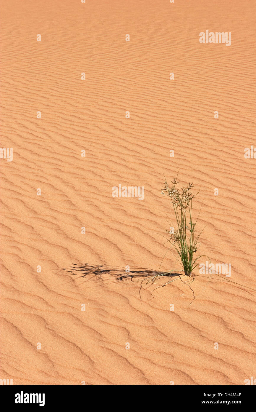 Wind eddy patterns in desert sand with new sprouting camel grass ...
