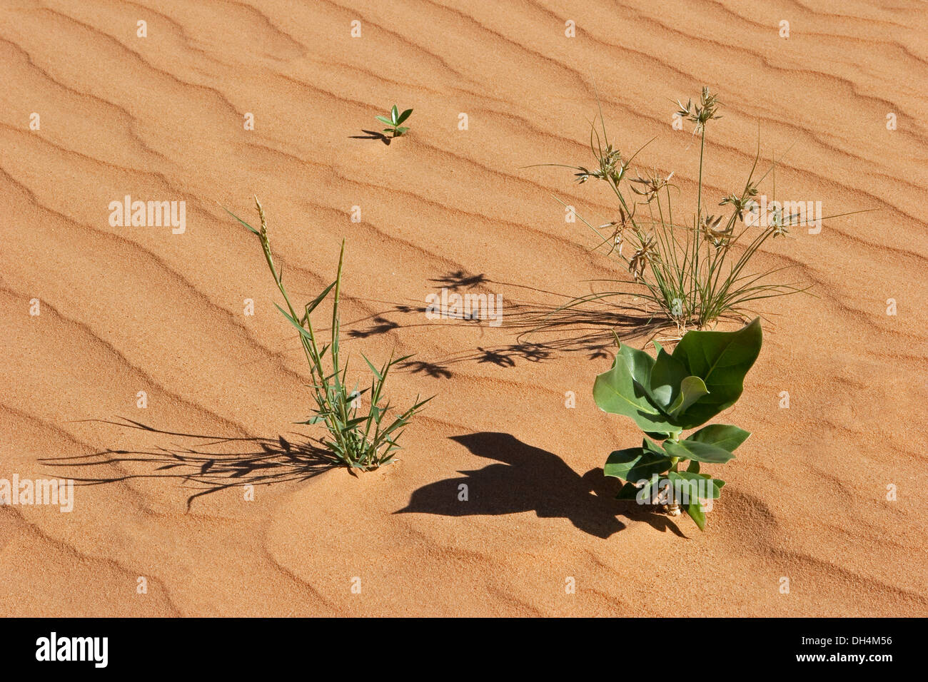 Wind eddy patterns in desert sand with plants and camel grass, showing ...
