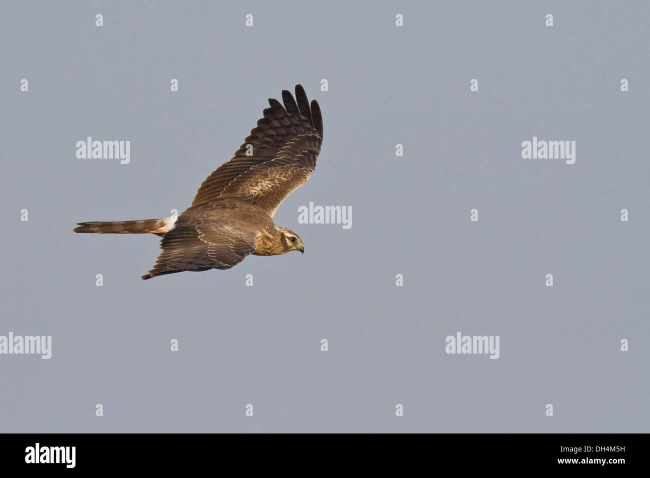 harrier in flight Stock Photo - Alamy
