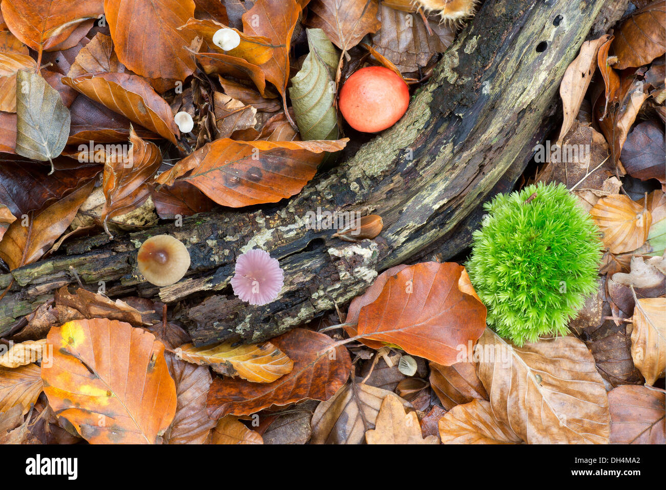 autumn in the forest Stock Photo - Alamy