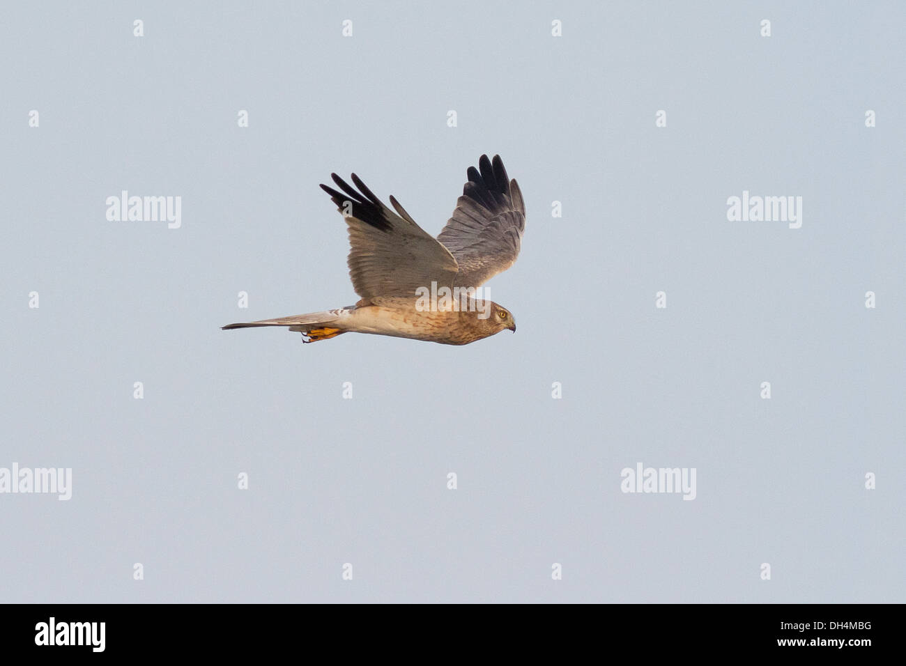 harrier in flight Stock Photo - Alamy