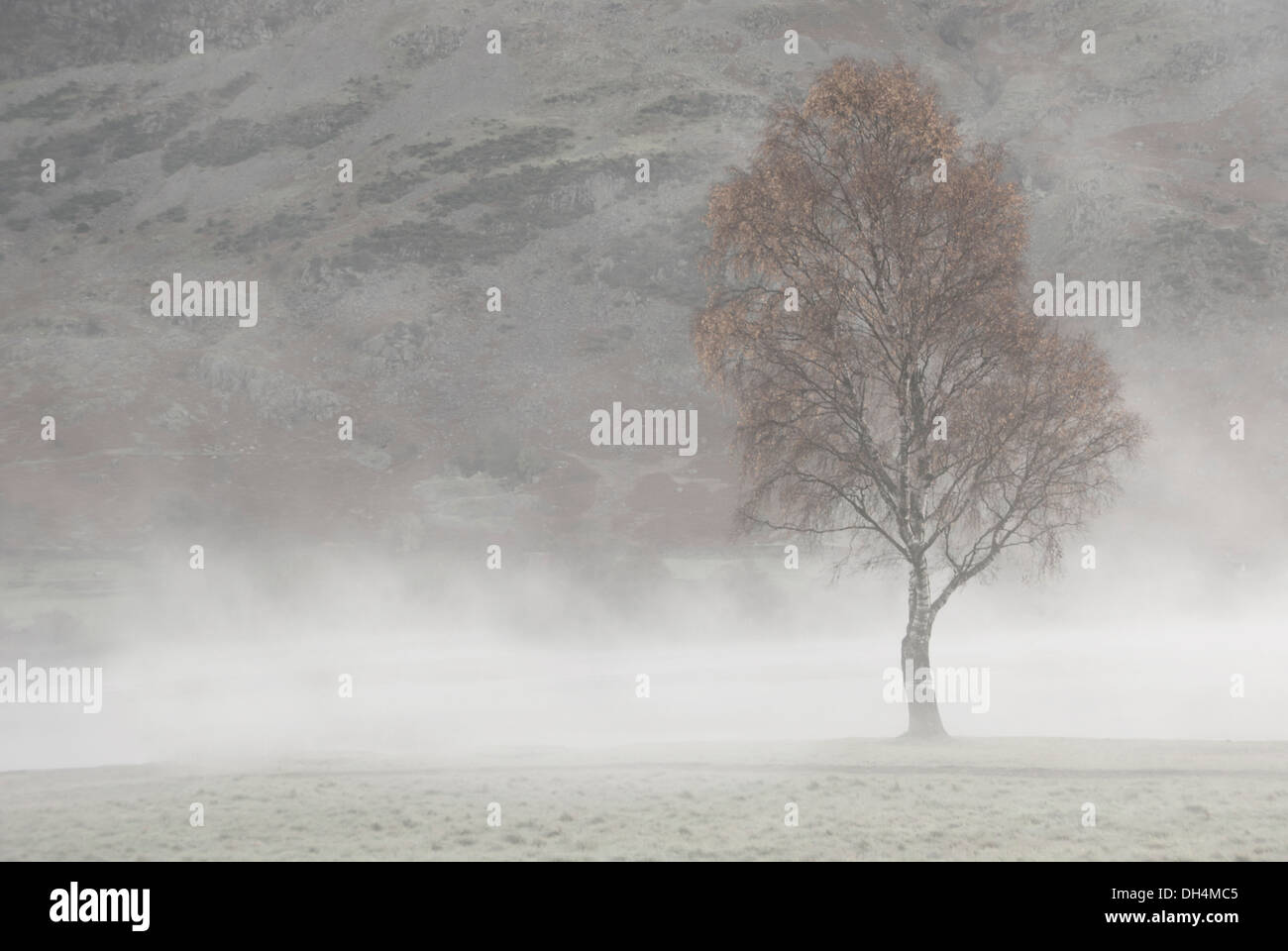 Digitally manipulated image of unidentified tree in landscape with ...