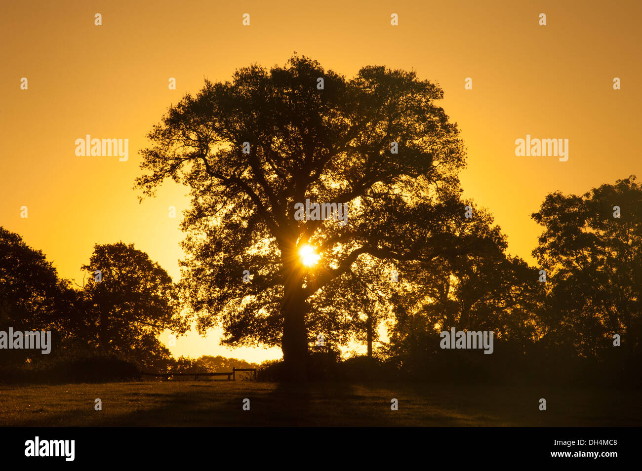 Surrey Hills, Box Hill sunsets Stock Photo - Alamy