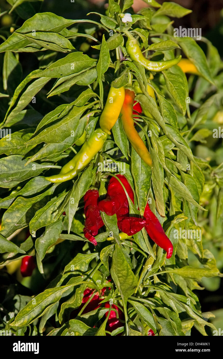Pepper plant hi-res stock photography and images - Alamy