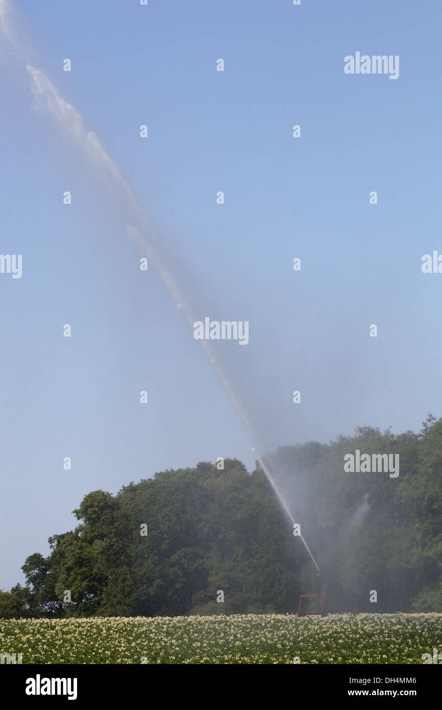 Irrigation of a Potato crop. North Walsham, Norfolk. UK Stock Photo - Alamy