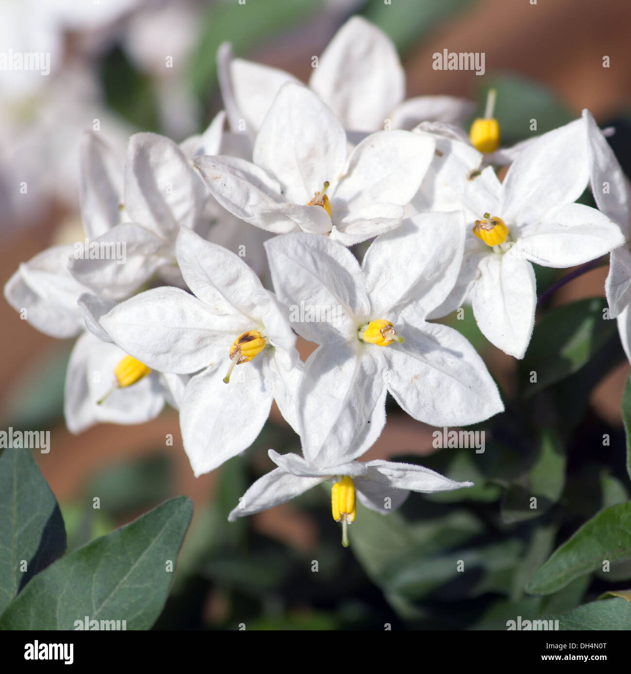 Potato tree hi-res stock photography and images - Alamy
