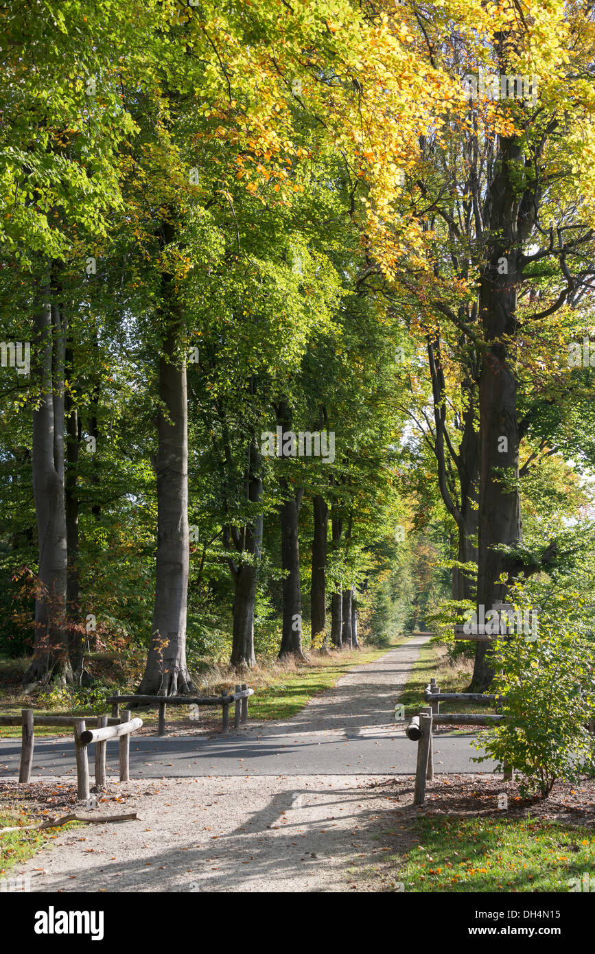 autum forest in bad bentheim germany Stock Photo - Alamy