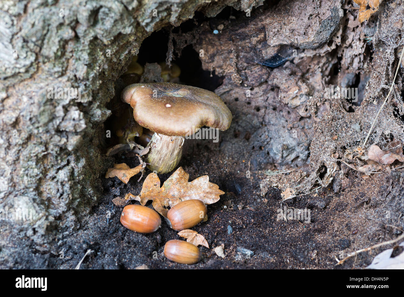 small fungus in hole of tree Stock Photo - Alamy