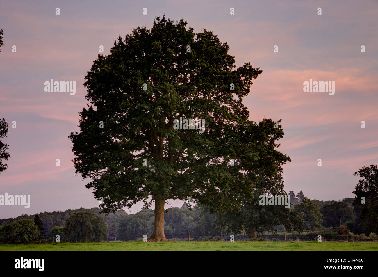 Box hill surrey sunset hi-res stock photography and images - Alamy