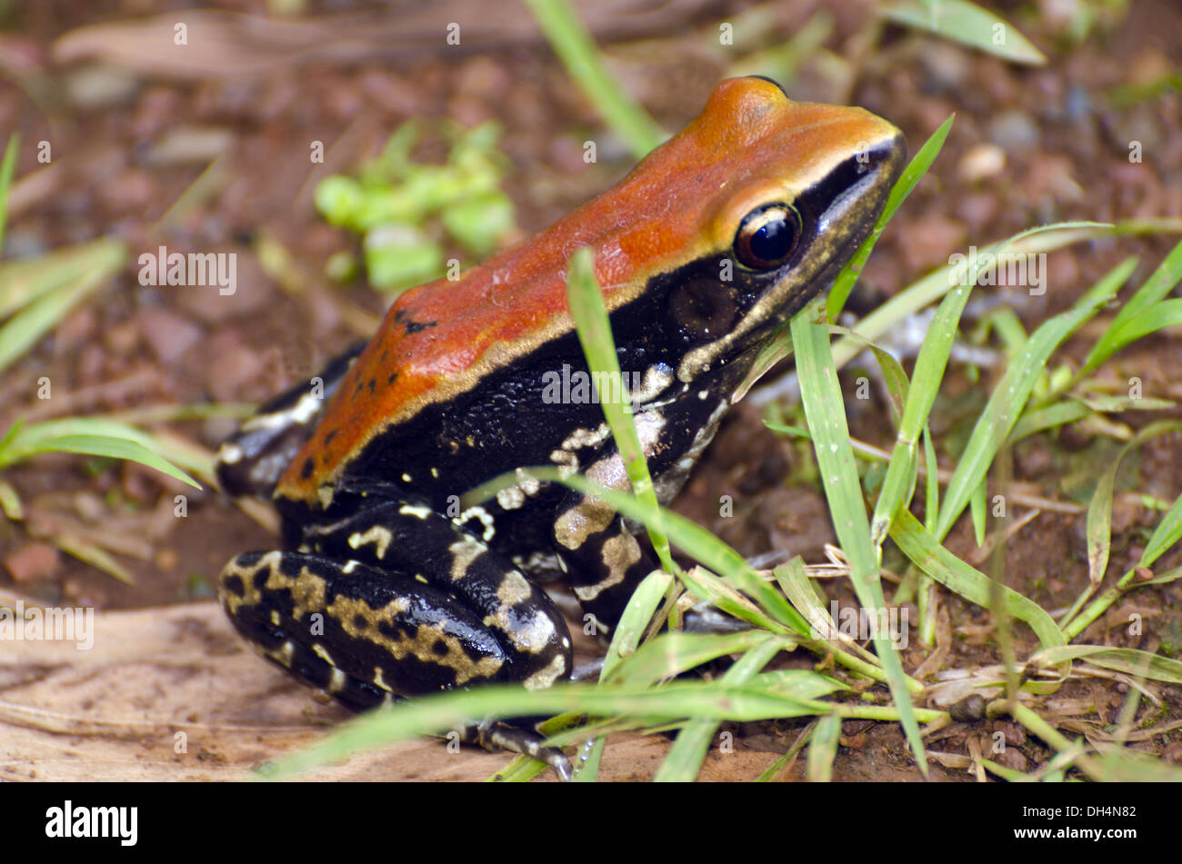 Frogs Of India High Resolution Stock Photography and Images - Alamy