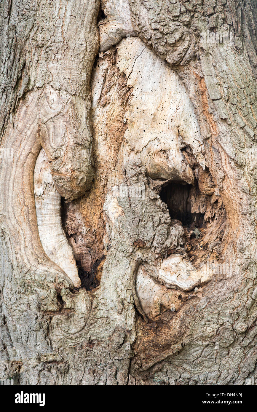 Cracked tree in the woods hi-res stock photography and images - Alamy