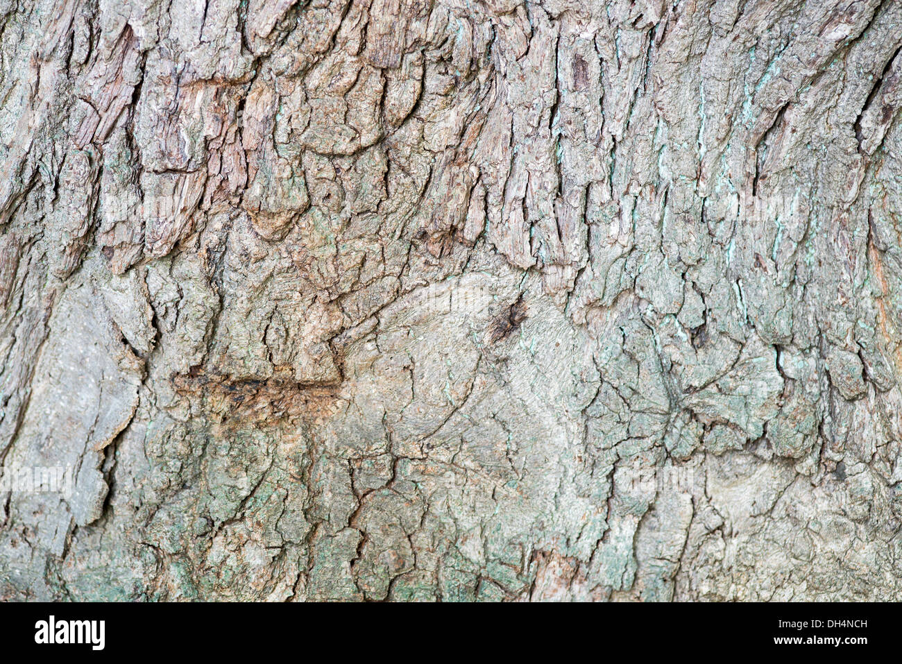 Tree stump in background hi-res stock photography and images - Alamy