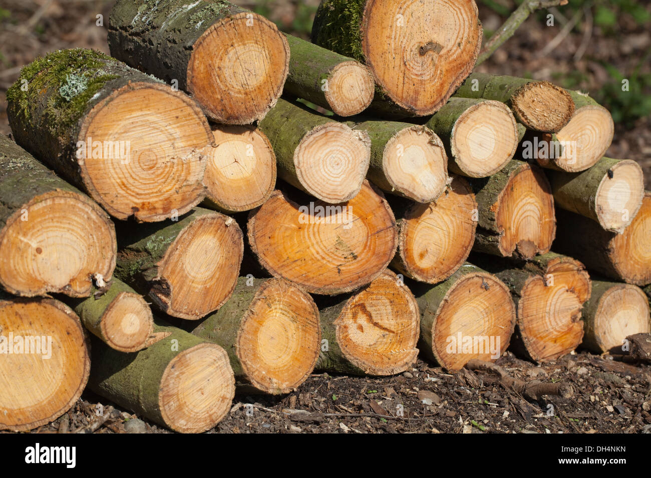 Common Ash (Fraxinus excelsior). Freshly cut, chain sawn logs Stock ...