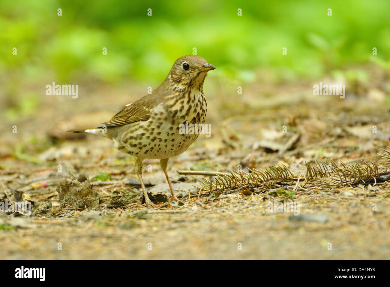 Germany song thrush hi-res stock photography and images - Alamy