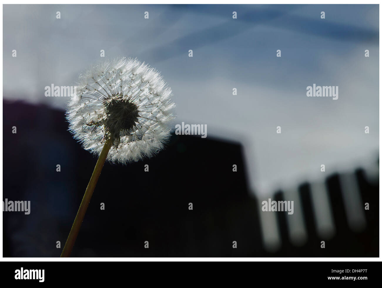 A dying dandelion in its last stage of life Stock Photo - Alamy