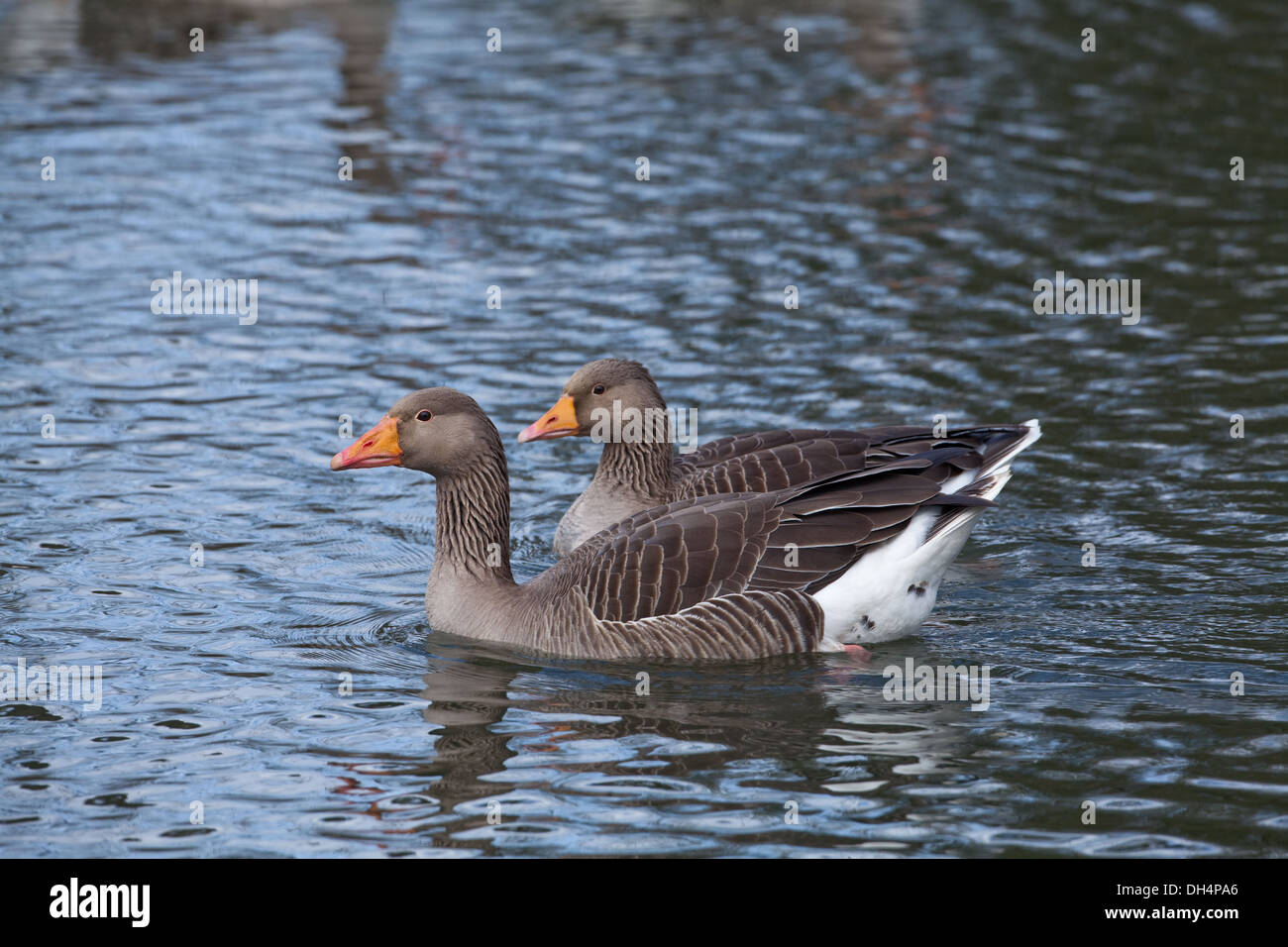 Greylag Geese (Anser anser). Pair; gander or male in front. Swimming ...