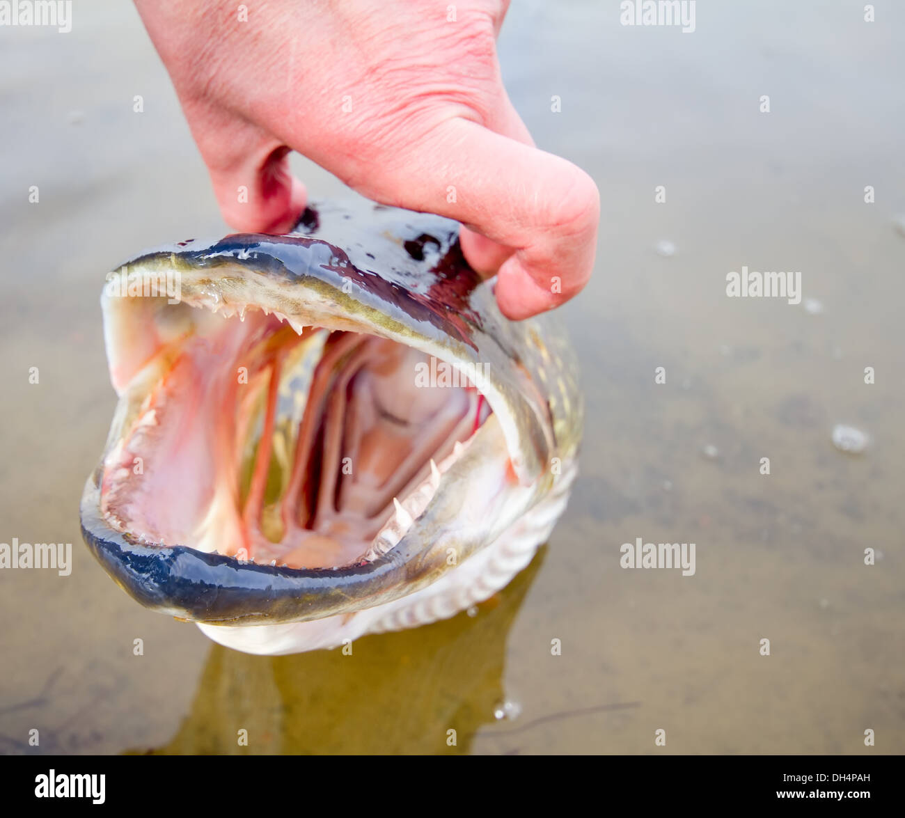 Pike luce big hi-res stock photography and images - Alamy