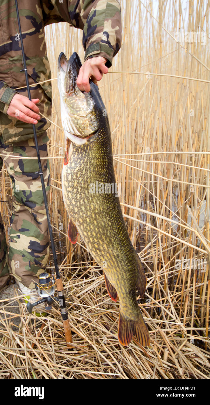 Large trophy fishing pike fish hi-res stock photography and images - Alamy