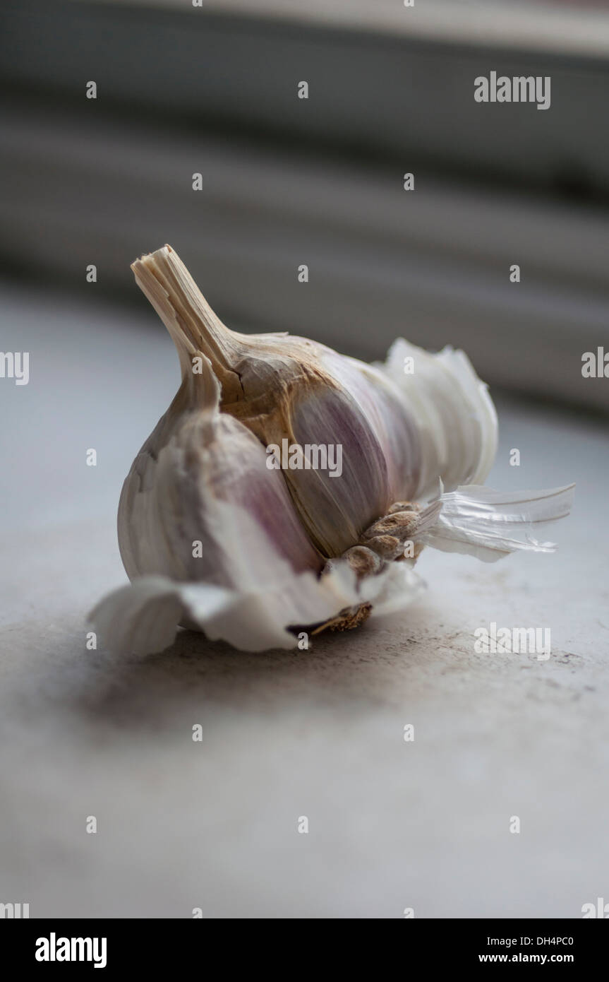 Single Garlic Bulb Stock Photo - Alamy