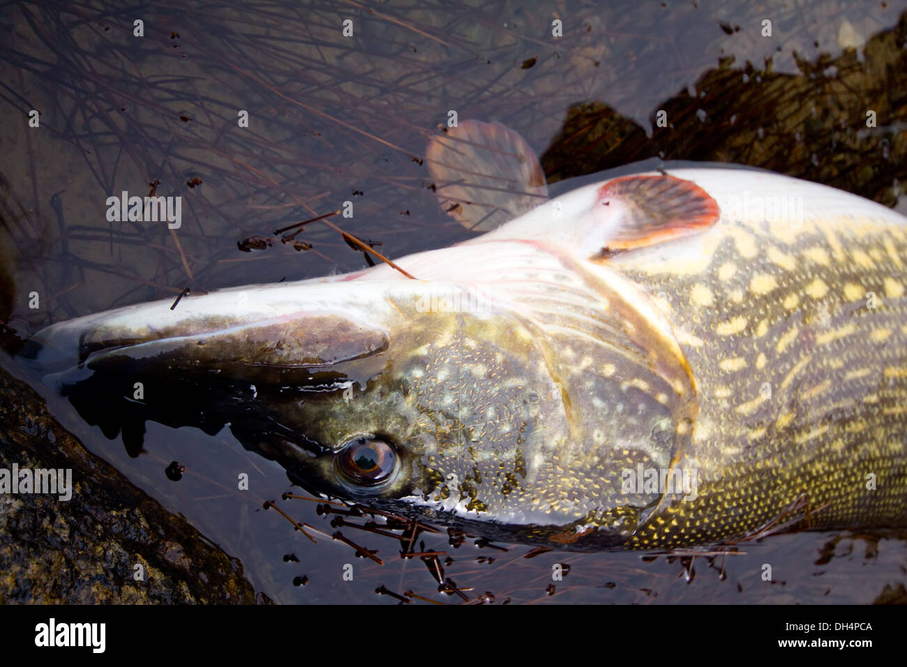 Jackfish river hi-res stock photography and images - Alamy