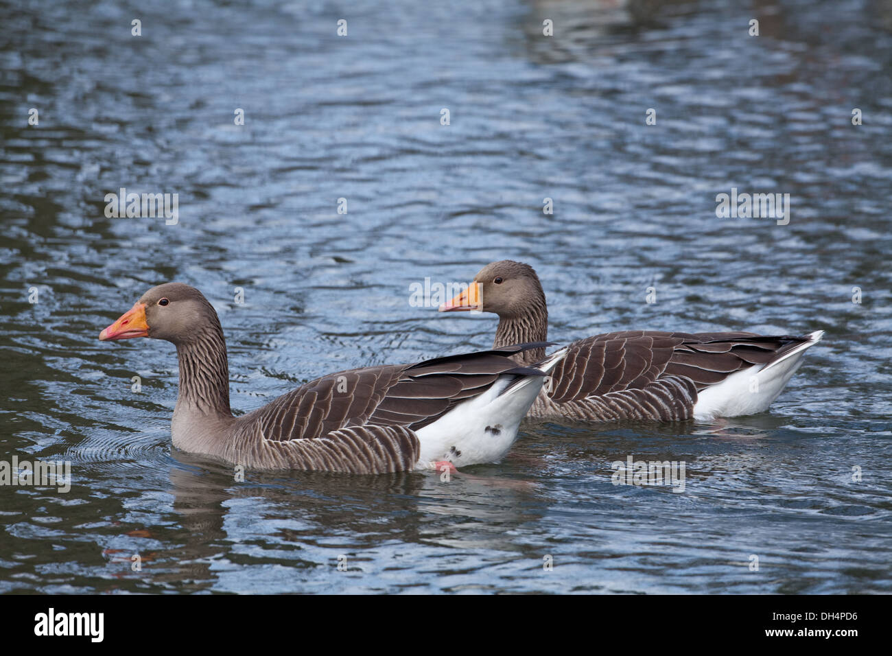 Two profile hi-res stock photography and images - Alamy