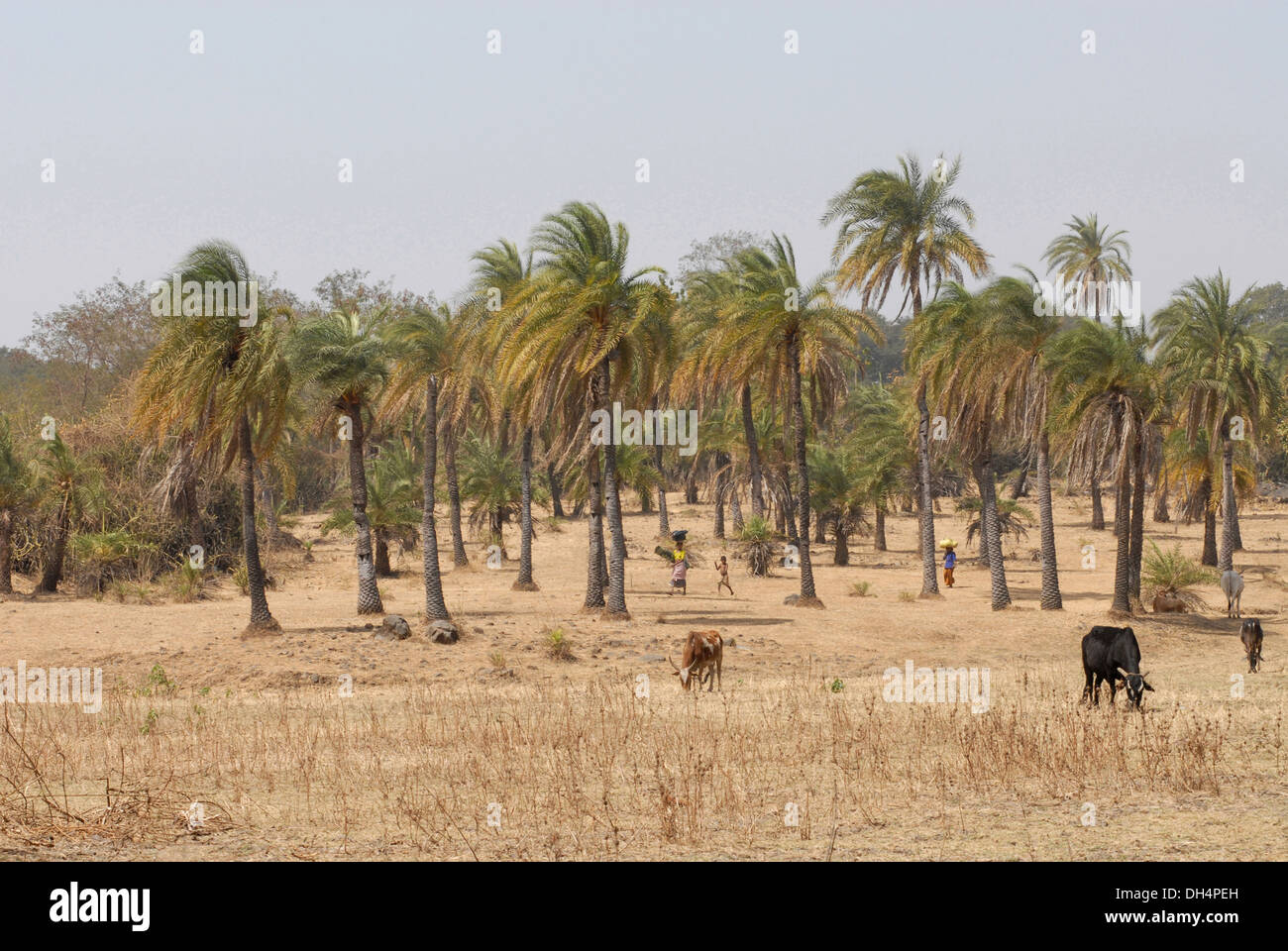Toddy trees, Orissa, India Stock Photo - Alamy