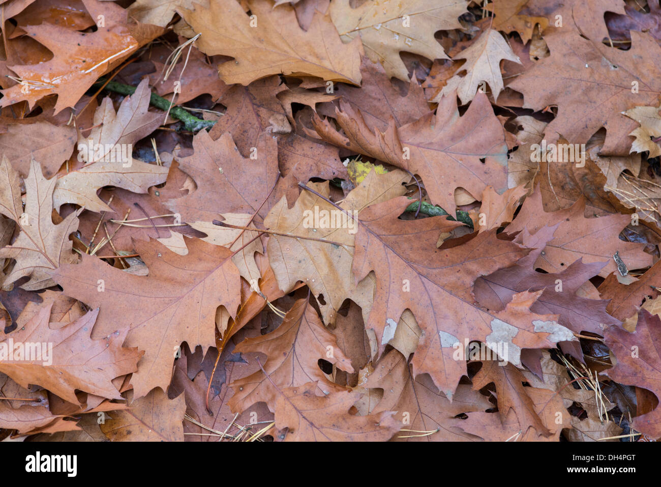Beautiful texture in nature hi-res stock photography and images - Alamy