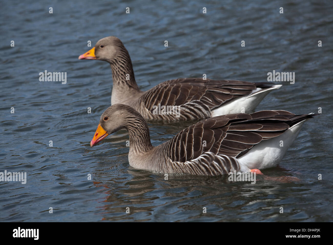 Male female geese hi-res stock photography and images - Alamy