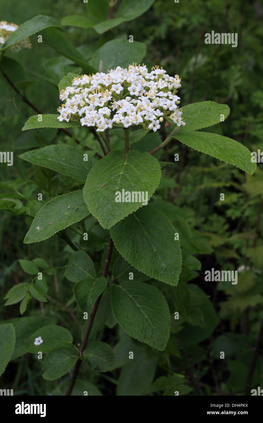 Viburnum lantana, Wayfaring Tree Stock Photo - Alamy