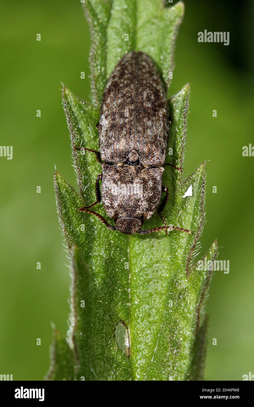 Snapping beetle hi-res stock photography and images - Alamy