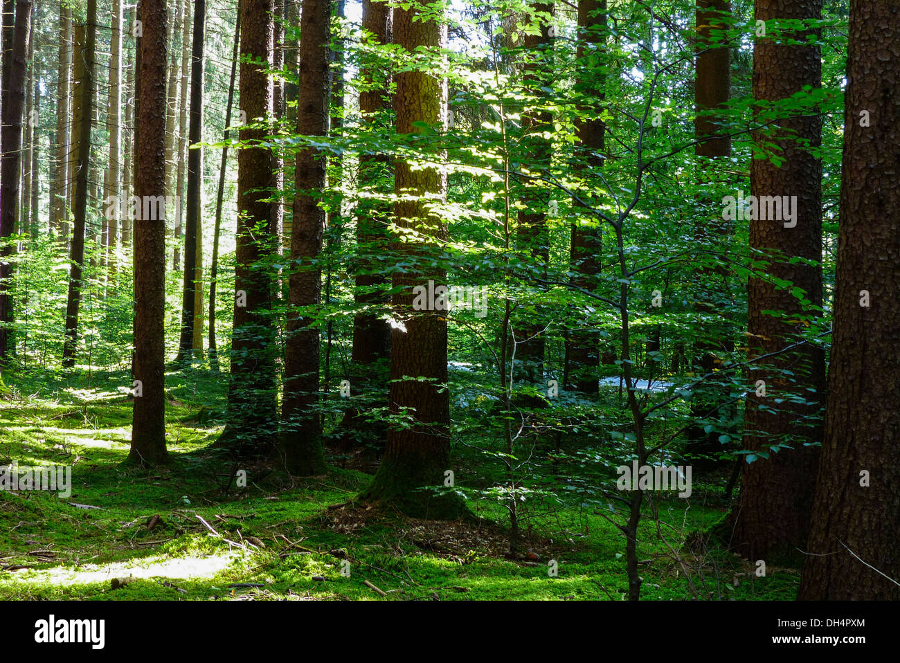 Rays sunlight in spruce forest hi-res stock photography and images - Alamy