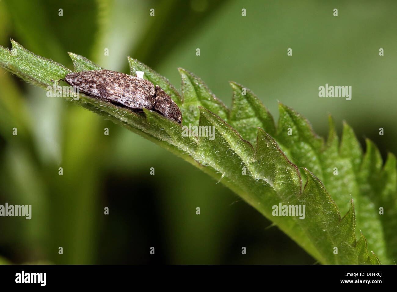 Murina hi-res stock photography and images - Alamy
