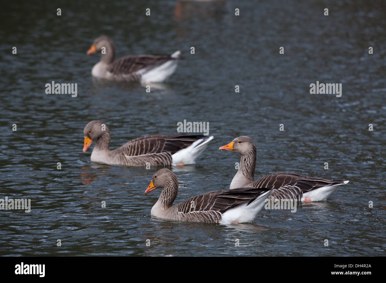 Greylag Geese (Anser anser). Four birds swimming. Norfolk Broads Stock ...