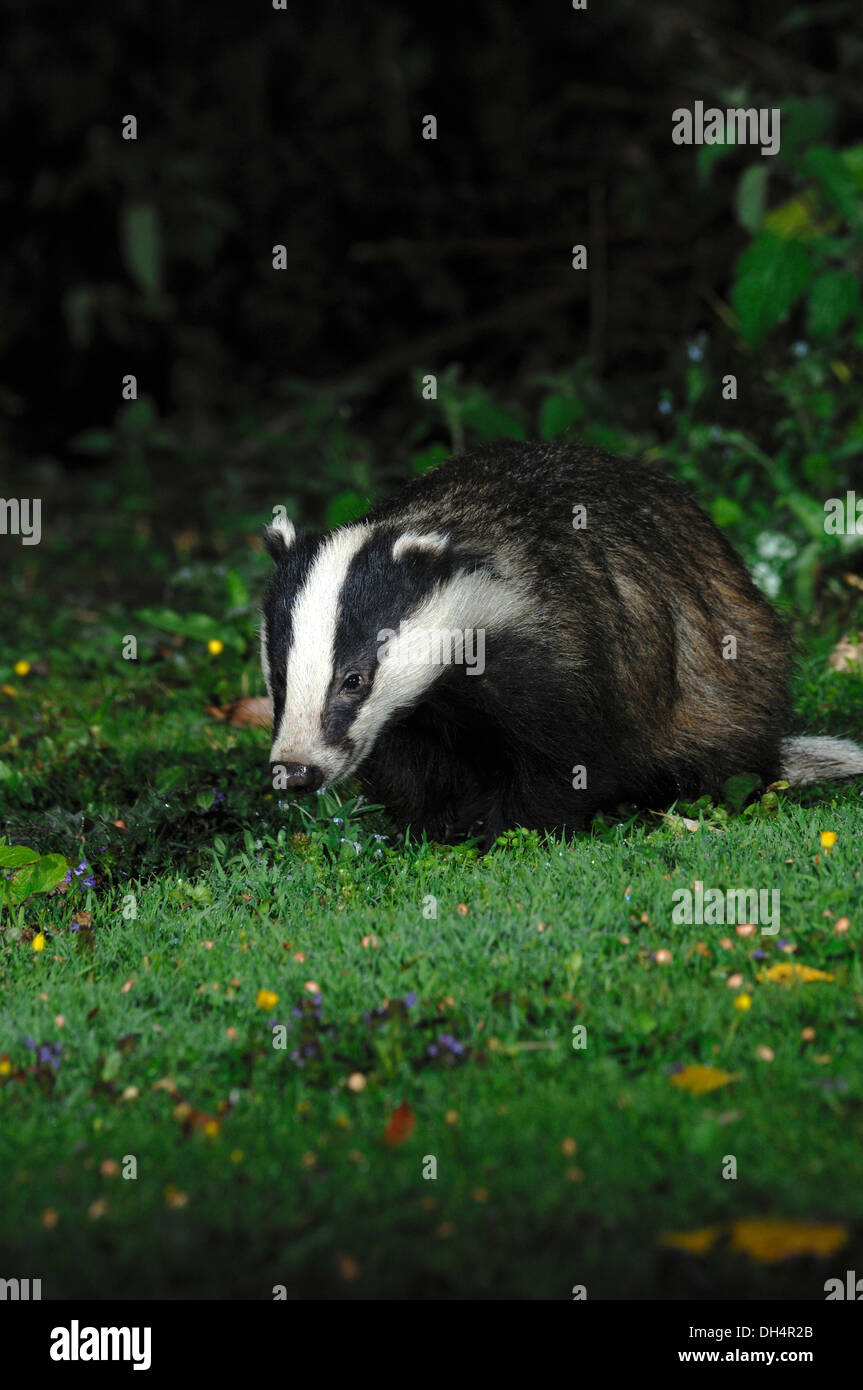 Badger Night High Resolution Stock Photography and Images - Alamy
