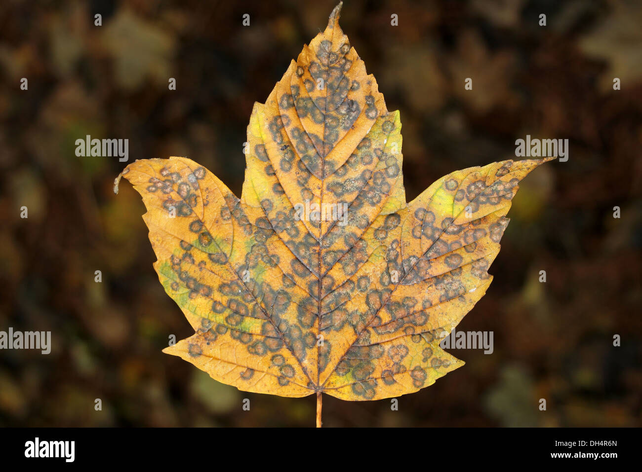 Sycamore leaf hi-res stock photography and images - Alamy