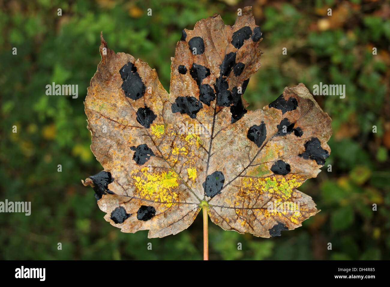 Fungal leaf spot disease hi-res stock photography and images - Alamy
